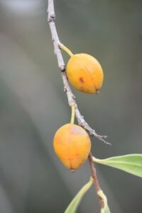 Bush Garden - Kadina Memorial School